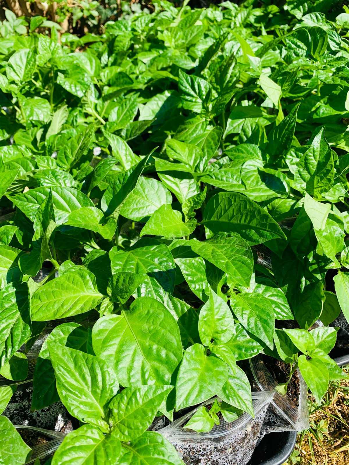 Naga Chilli Plants Naga Morich. 100% Genuine healthy Naga Plant Four ...