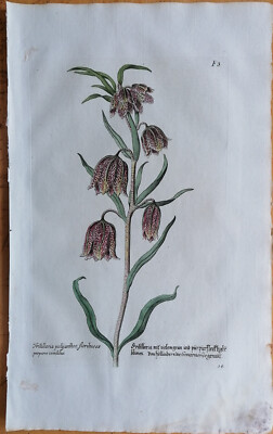 Fritillary Fritilaria polyanthos - Large Botanical Print Knorr ...