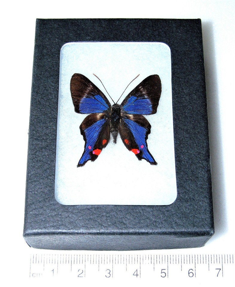 Rhetus periander REAL FRAMED BUTTERFLY BLUE PERU | eBay