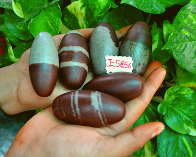 6 pcs Shiva Lingam Stone Narmada River India Pure Attractive Rare ...