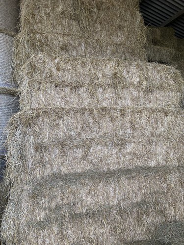 Big Bale Hay New Seeds 4 String | eBay UK