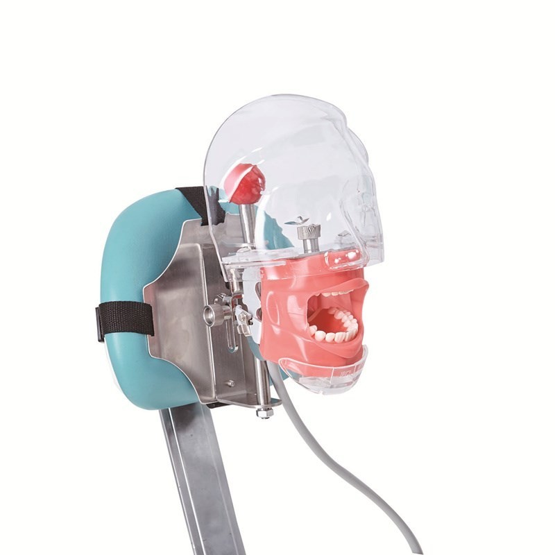 Dental Training Simulators Phantom Head Model with Typodont ...