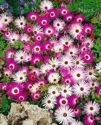 LIVINGSTONE DAISY MIX/ MESEMBRYANTHEMUM/ Dorotheanthus bellidiformis ...