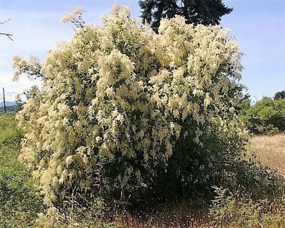 100 White OCEAN SPRAY Shrub Creambush Mountain Spray Holodiscus Flower ...