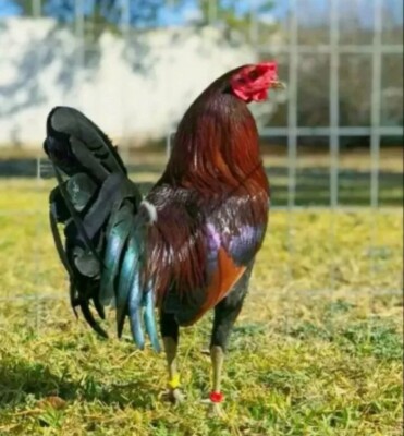 Poultry - Chicks Poultry