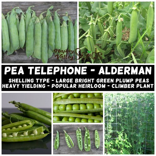PEA Telephone 15+ Seeds HEIRLOOM WINTER Vegetable Garden shelling ...