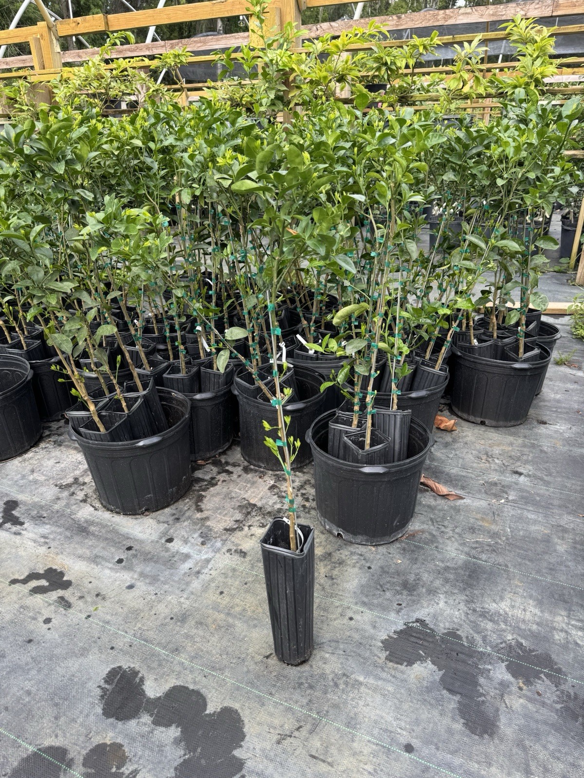 Tango Seedless Tangerine Tree (grafted) 3 Feet Tall. | eBay