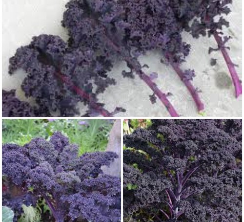 Red Curly Kale Redbor Brassica Oleracea - 100+Seeds-Frost Tolerant-FREE ...