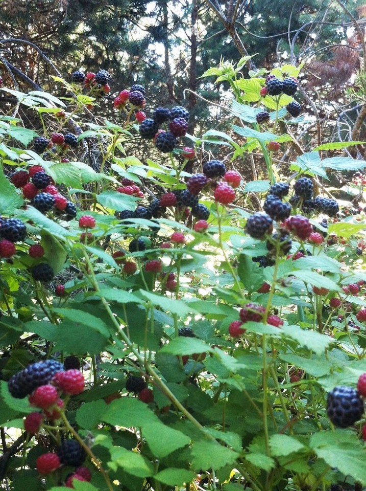 1 Ohio Treasure black raspberry plant Everbearing. Zones 3-8 Not ...