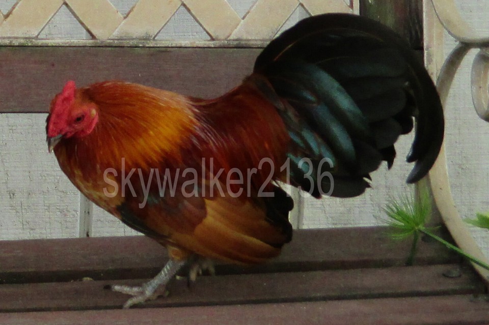 10+ Rare Variety GINGER RED Old English BANTAM chicken fertile hatching ...