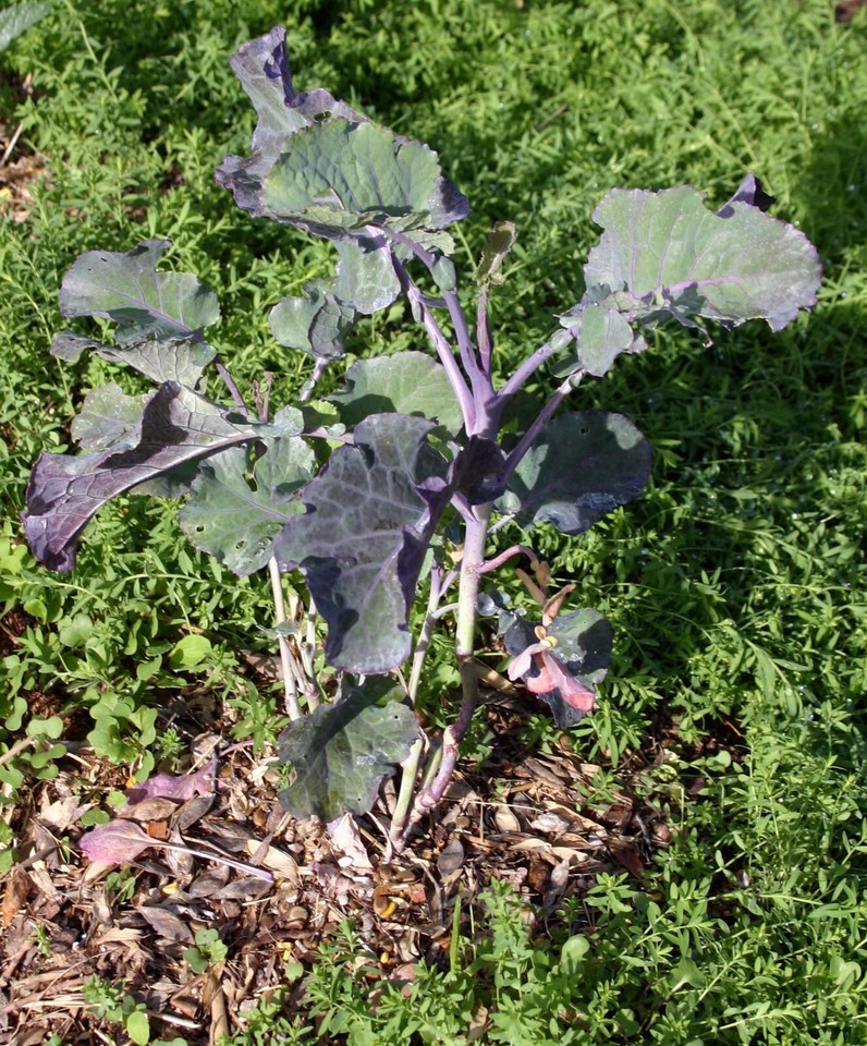 Purple Tree Collard Seeds - 15/50/100 seeds - Organic Kale Collards ...
