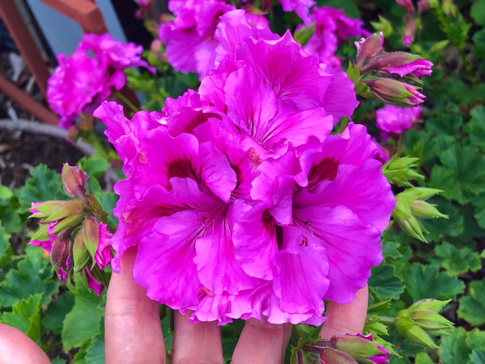 STUNNING PURPLE PELARGONIUM FANCY REGAL GERANIUM 3 X 6" LIVE PLANT ...