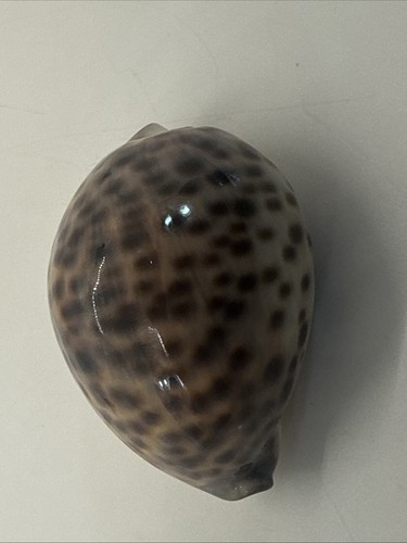 Tiger Cowrie 2.875” Sea Shell Cypraea Tigris Spotted Large Seashell | eBay