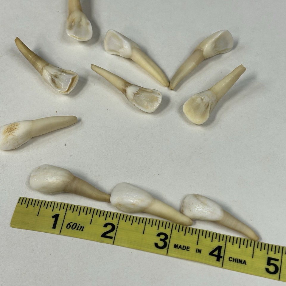 Lot Of 10 Real North American Bison Buffalo Teeth Cleaned Crafts Art ...