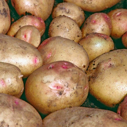 Certified Seed Potatoes -Scottish Basic Seed Potatoes X12 Tubers for ...