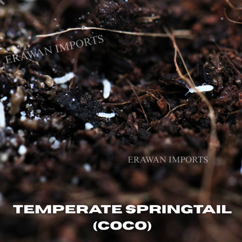 Springtails | Coco Temperate 8oz | Live Arrival & FREE SHIPPING ...