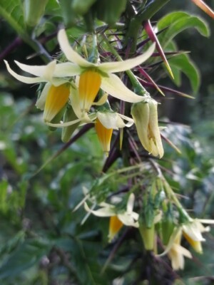 Solanum atropurpureum - Malevolence - Purple devil 10+ Samen - Seeds W ...