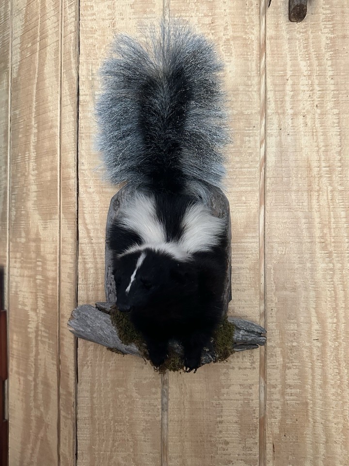 L👁️👁️k Awesome new Taxidermy skunk shoulder mount | eBay