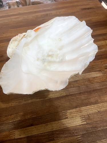 Large Genuine White Half Clam Shell, real 13" x 9" | eBay