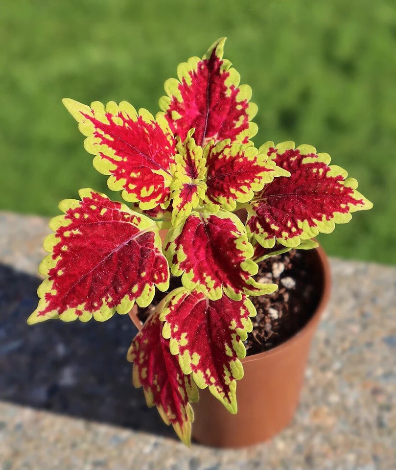 Coleus- Solenostemon Chocolate Drop 6cm potted plant | eBay UK