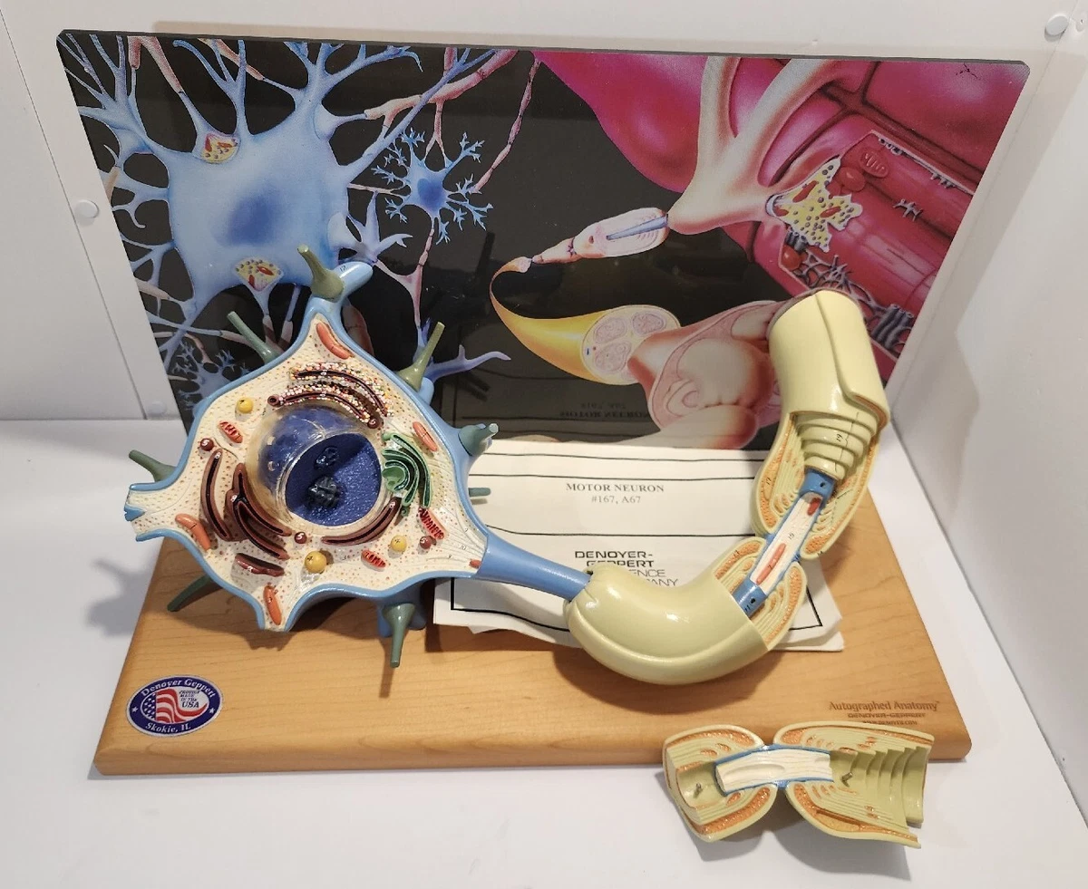 Motor Neuron Model Labeled