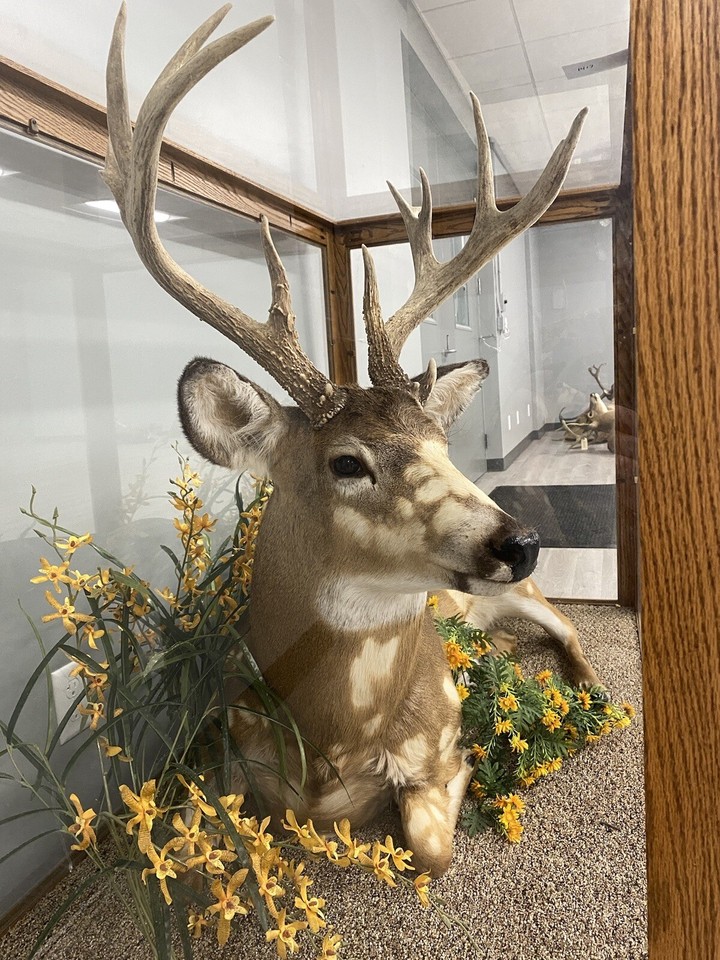 Rare Piebald Full Body Deer Buck Taxidermy Mount | eBay