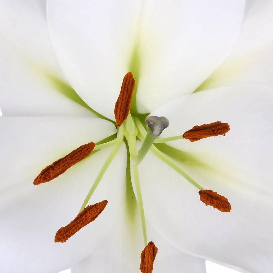 ZEMBESI TREE LILY FLOWER BULBS HARDY 4-8 FT. TALL GIANT FRAGRANT BLOOMS ...