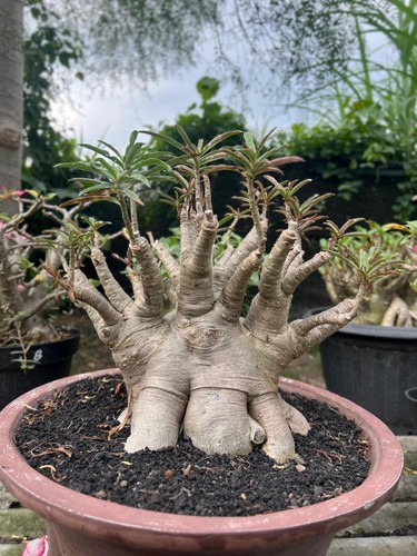 Adenium Obesum | Adenium Godji | Adenium Medium Size | Adenium Long ...