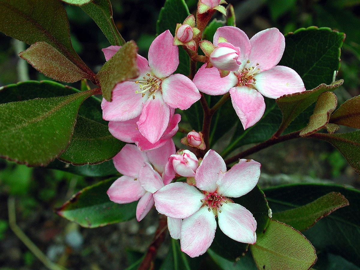 Indian Hawthorn Tree