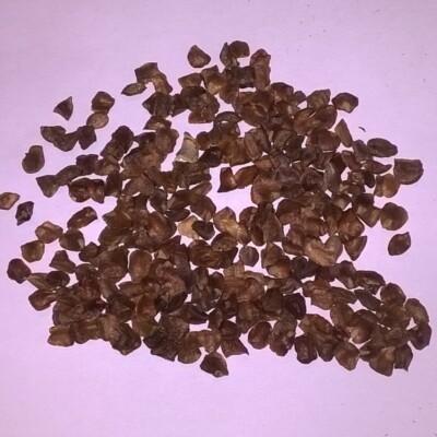 Arizona Cypress, Cupressus Arizonica, Conifer Tree Seeds. | eBay UK