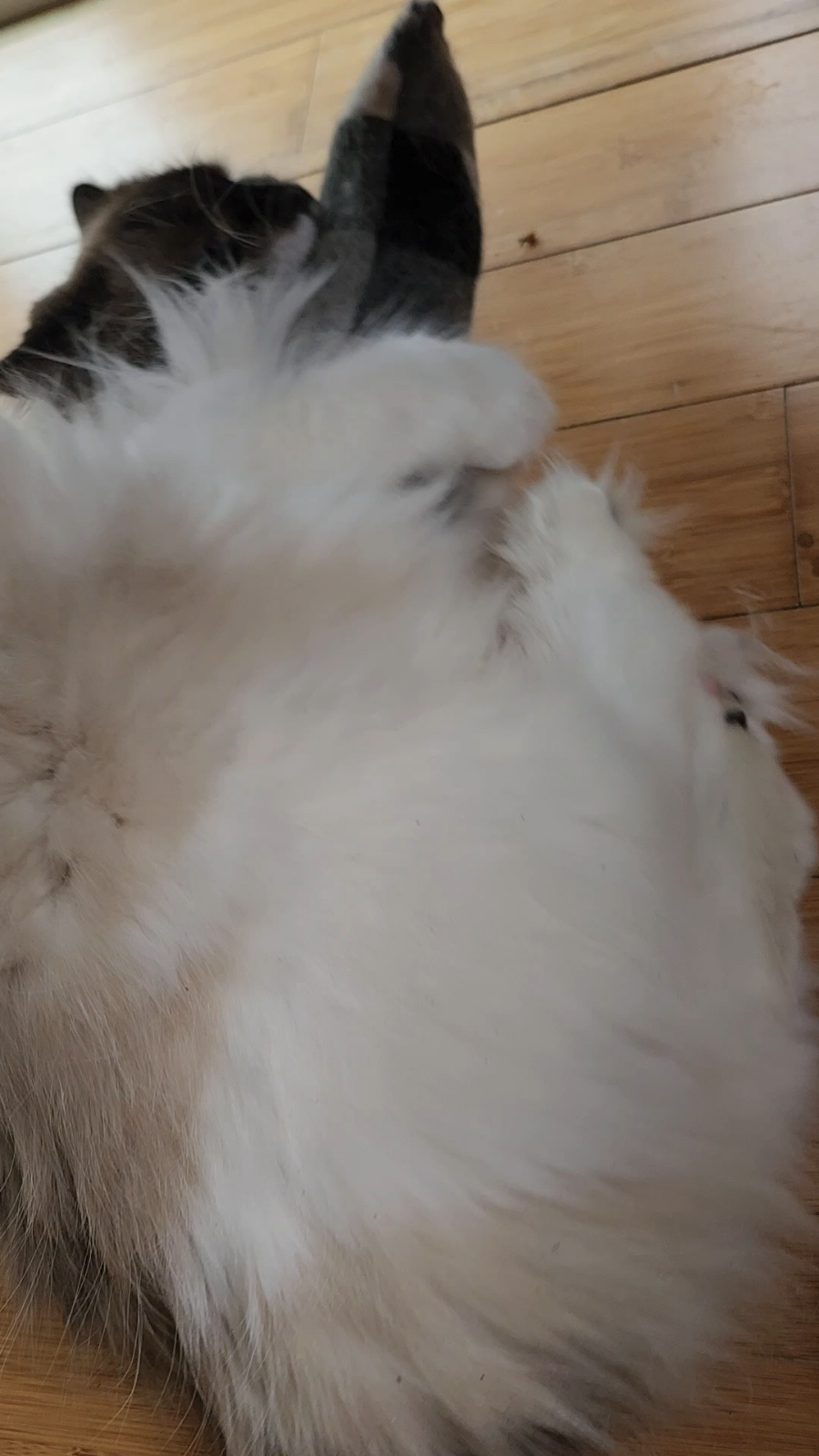 Cat Toy Cat Kicker Cat Nip Repurposed Sweaters Handmade Cat Toy | eBay