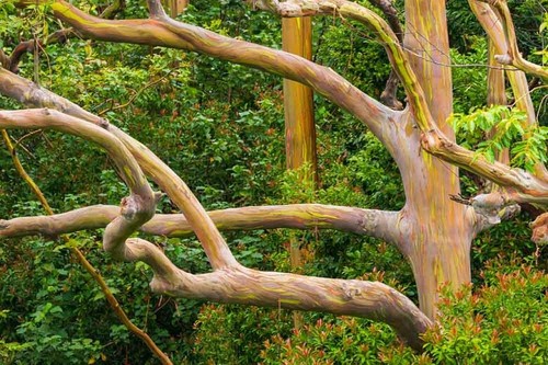 LIVE PLANT TREE Rainbow Eucalyptus, Mindanao Gum, Bagras, Kamarere ...