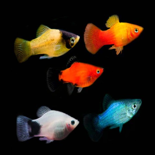 Assorted Platy (Xiphophorus maculatus) - Live Fish | eBay