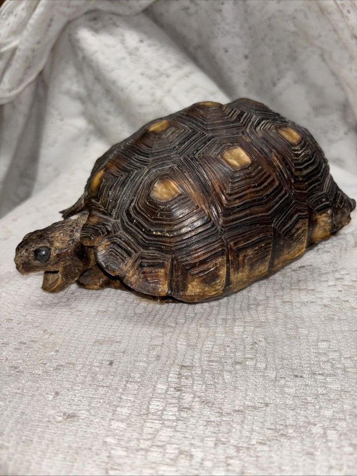 Snapping Turtle Taxidermy 7 Inches Long | eBay
