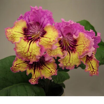 Streptocarpus DEM-Glow-Plug Plant | eBay UK