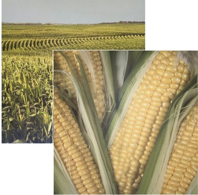 John Deere, corn, farm, scrapbook paper - Creative Imaginations #25597 ...