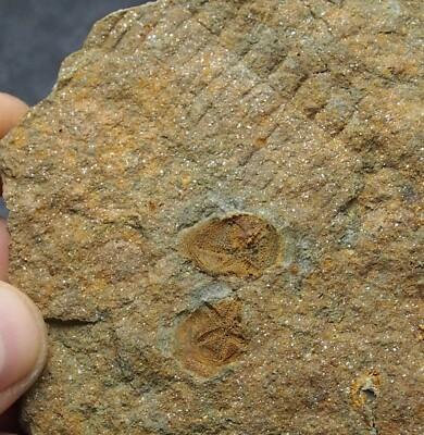 Edrioasteroid Isorophus africanus Echinoderms Ordovician Fossil ...