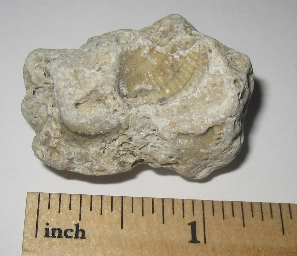 Pretty Shell Fossils