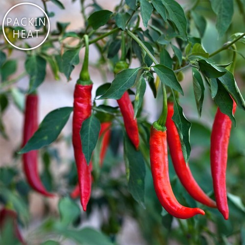 Cabe Merah Besar | 20+ Chilli seeds | eBay