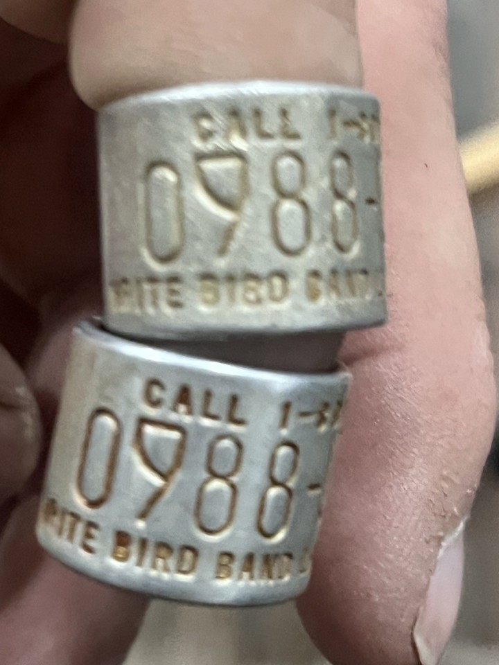 2 CANADIAN GOOSE BANDS N31 NUMDERS APART $ 110. US 0988-07906 -07937 | eBay