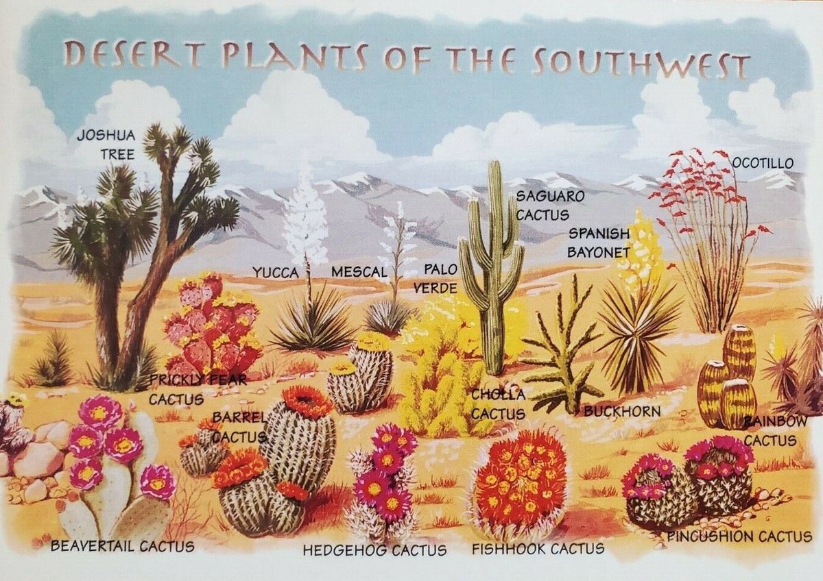 Desert Plants Pictures And Names