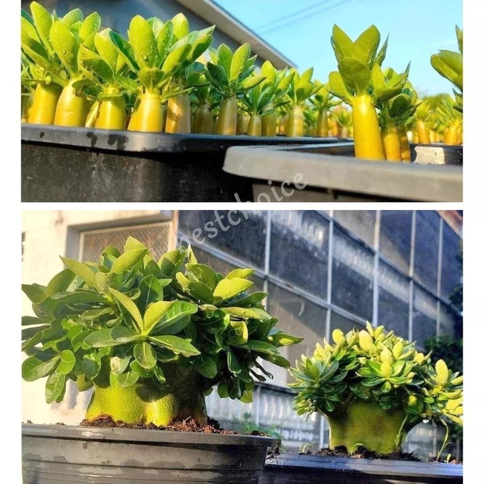 Giant Adenium Arabicum " Mong-kut Phet " Pink Flowers, Short Plant ...