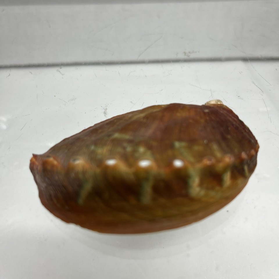 Red Abalone Haliotis Rufescens Shell | eBay