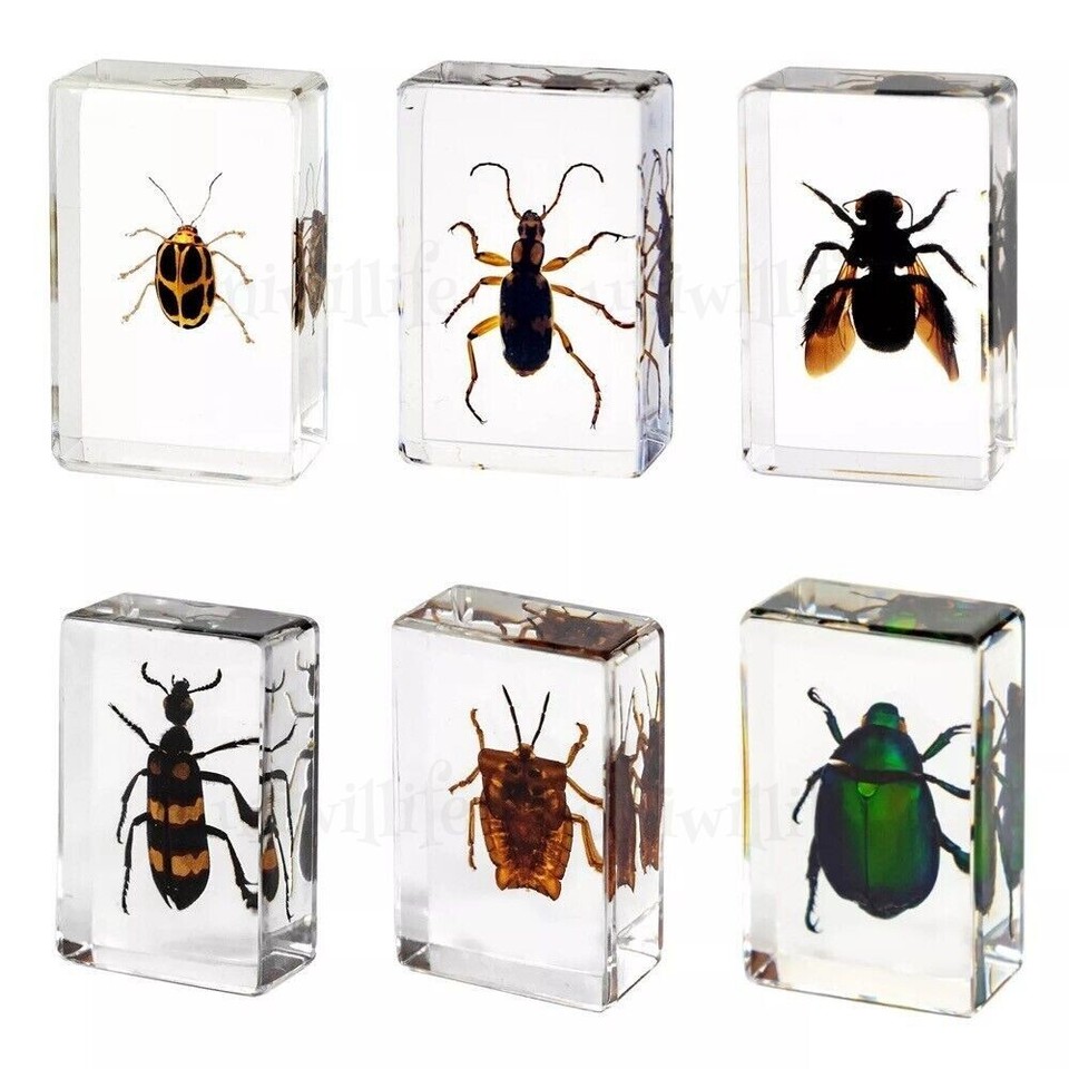 50 Pcs Insect in Resin Specimen For Educational Bugs Collection Real ...
