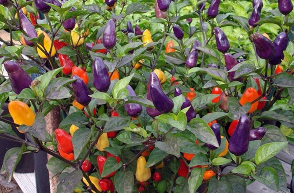25+SEEDS Five Color Chili Pepper- Rainbow Chili Seeds -FREE green ...