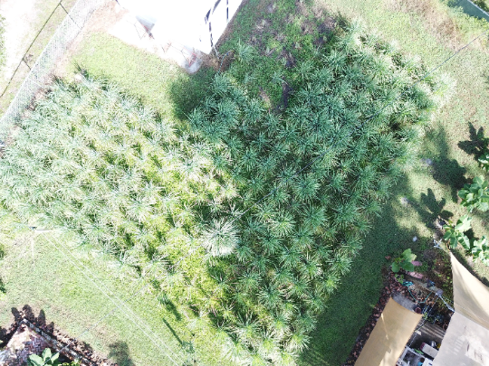 Luray Lemongrass 12 Live PLANTS starter/rooted plugs (Pre-orders) ~A ...