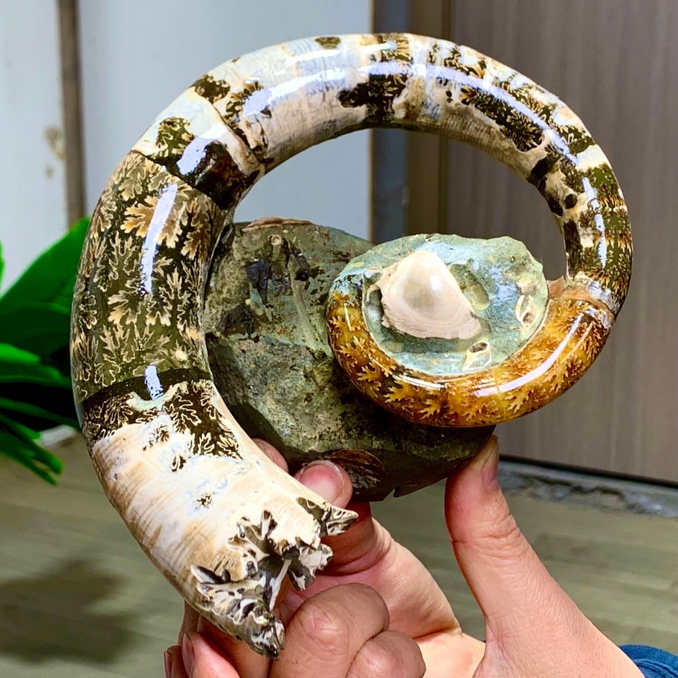 2.16LB Rare elephant trunkTentacle Ammonite Specimen Repaired Healing ...
