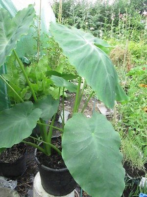 5 COLOCASIA ARBI RHIZOMES | eBay UK