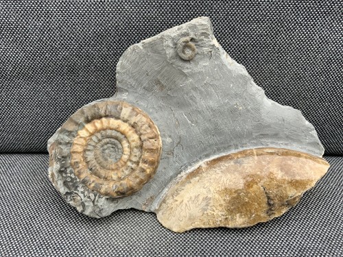 Echioceras + Gleviceras Ammonite + Belemnite Rare Fossil Freestanding ...