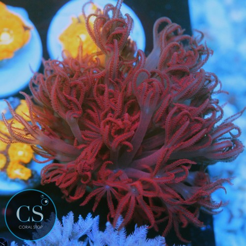 CS RARE RUBY RED PULSING XENIA - WYSIWYG LIVE CORAL | eBay